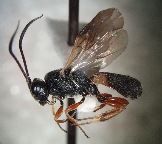 Variety of Life: Cheloninae