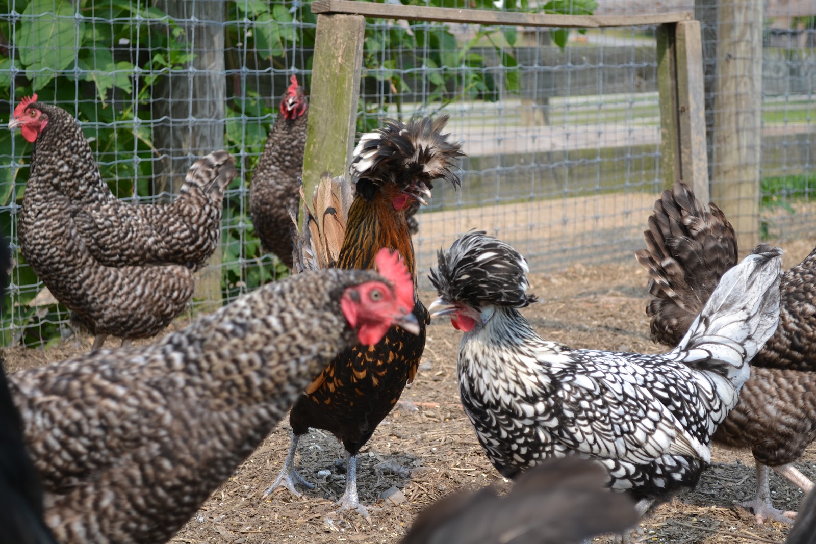Kitchen Goods and Barnyard Gossip