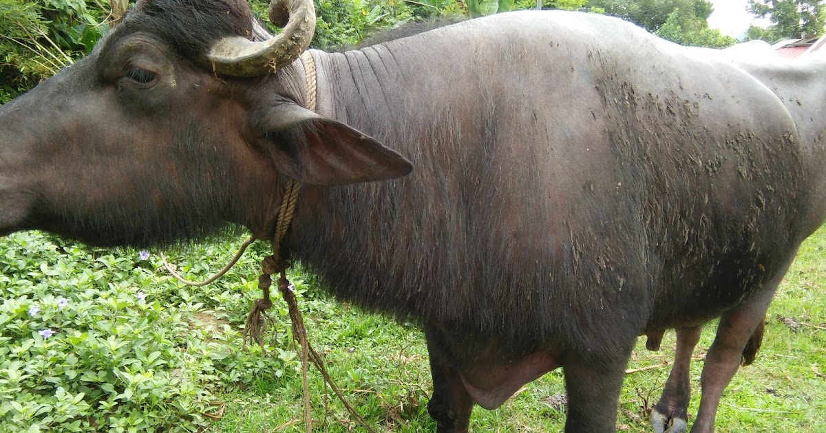 Kebau Sapi ( Buffalo Murrah ) Kerbau Susu Malaysia