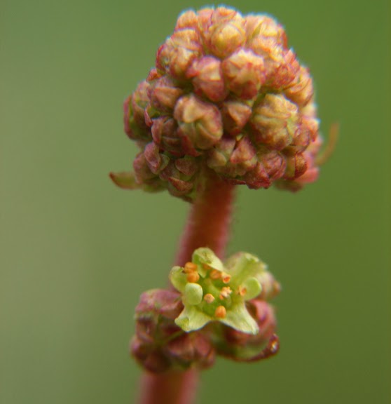 Slatsz' plant photo-biography: Micranthes nidifica, peak saxifrage ...