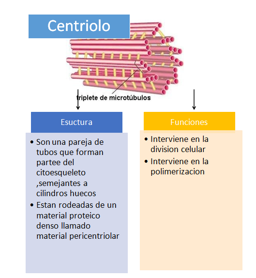 BIOLOGÍA CELULAR: RIBOSOMOS ,CENTRIOLO.NUCELO.NUCLEOLO