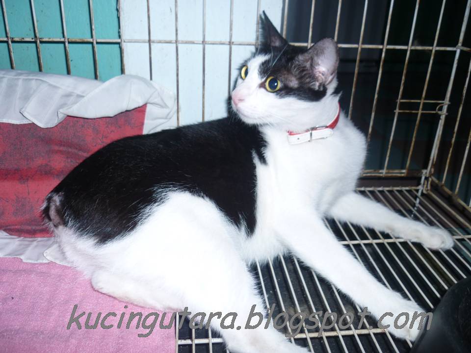 Kucing Utara: Ben & Bobo datang homestay kucing