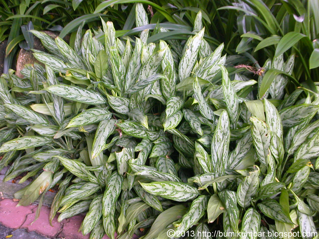 our passion I our career I our business: Aglaonema nitidum 'Silver Queen'