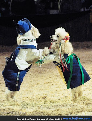 Funny dog dancing - Funny dancing. ~ Funny Pictures