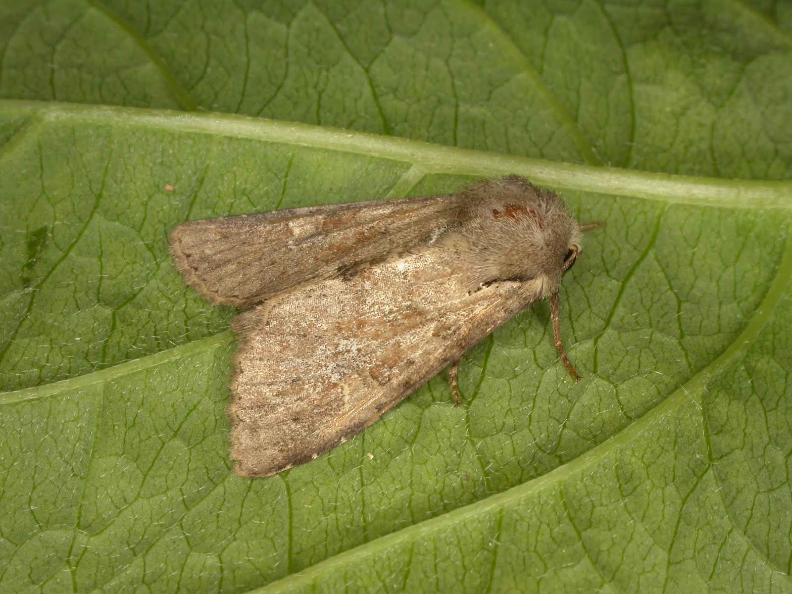 Rustic Shoulder-knot