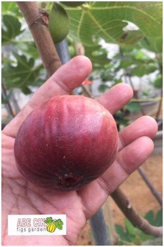 Super Red Hybrid Fig - Var Tin