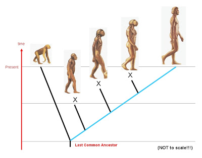 The Nazaroo Zone: Descent Trees of Man