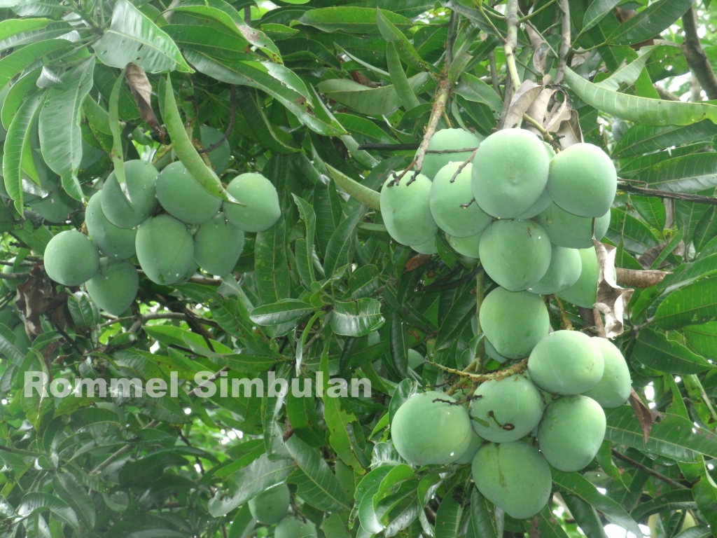 Through the Eyes of A Wanderer: The "Indian Mangoes"