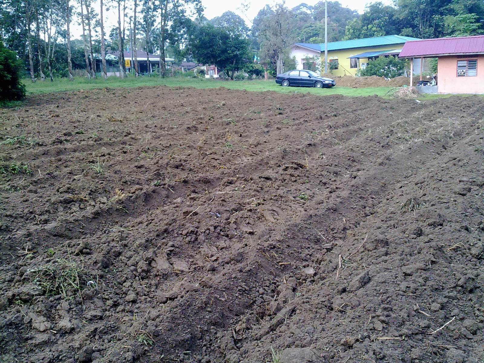 Pembekal Tebu : Membajak dan Membuat Batas