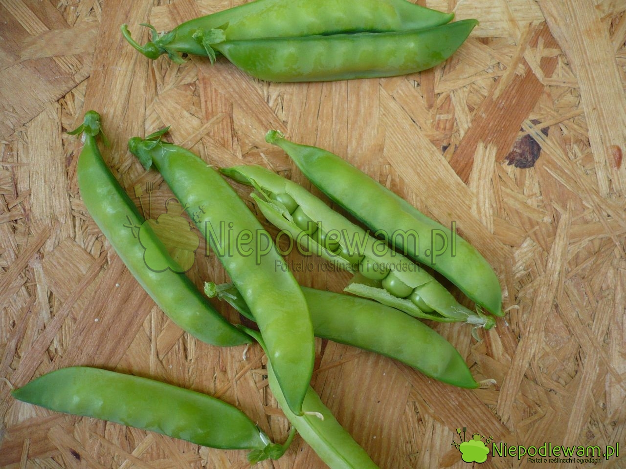 niepodlewam: Groch – jak uprawiać w donicach