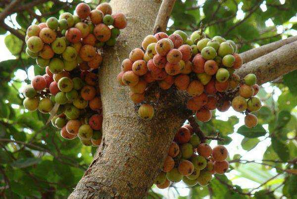 TOURIST PLACE IN INDIA: Kagthun