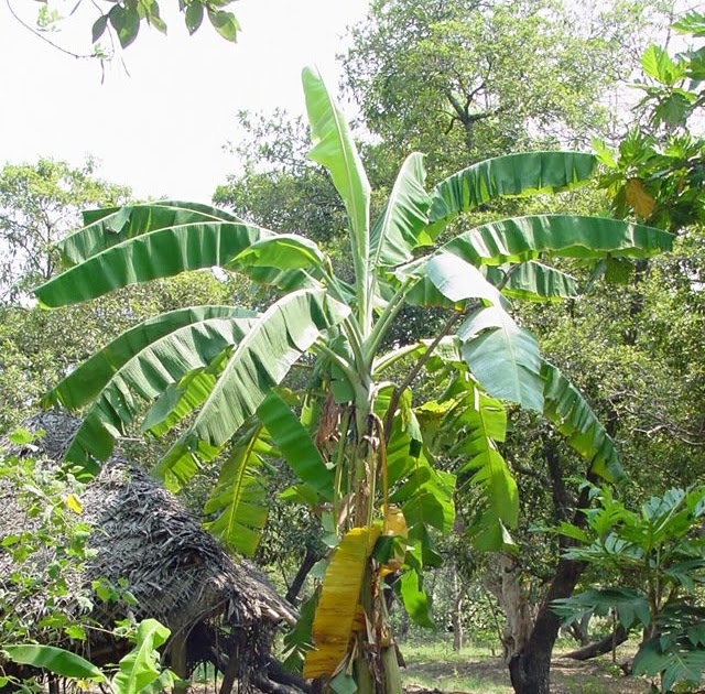 KLASIFIKASI TUMBUHAN BERBIJI: Pisang (Musa paradisiaca)