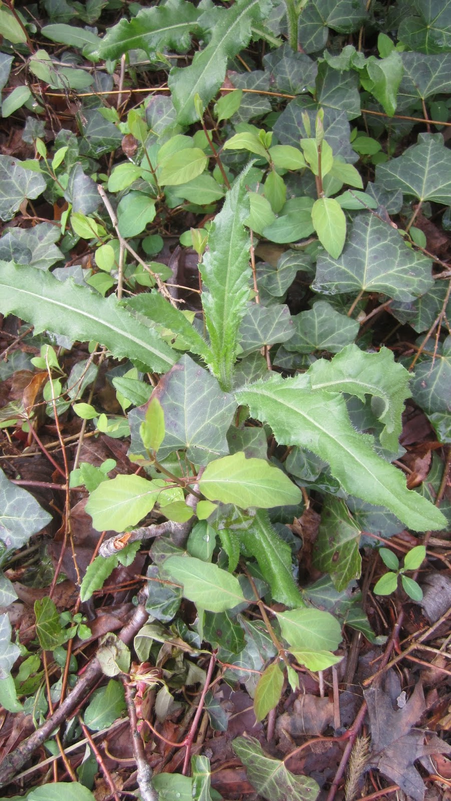 Princeton Nature Notes: Garden Weeds Spreading Underground