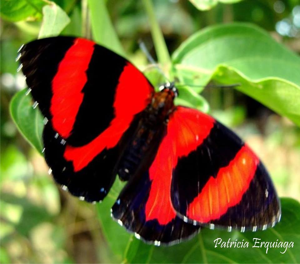 Callicore pitheas ~ Butterfly Species Of The World