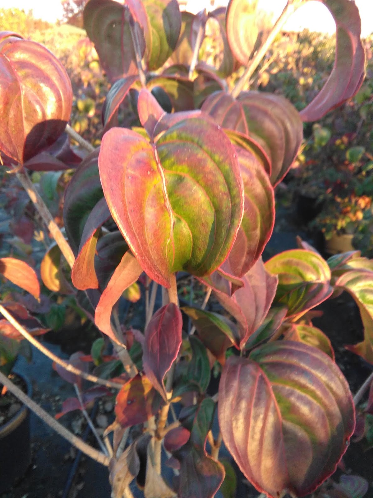 Donna di Piante: I Cornioli asiatici: Cornus kousa e Cornus controversa