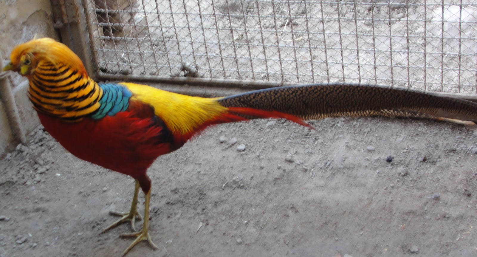 raising red golden pheasants
