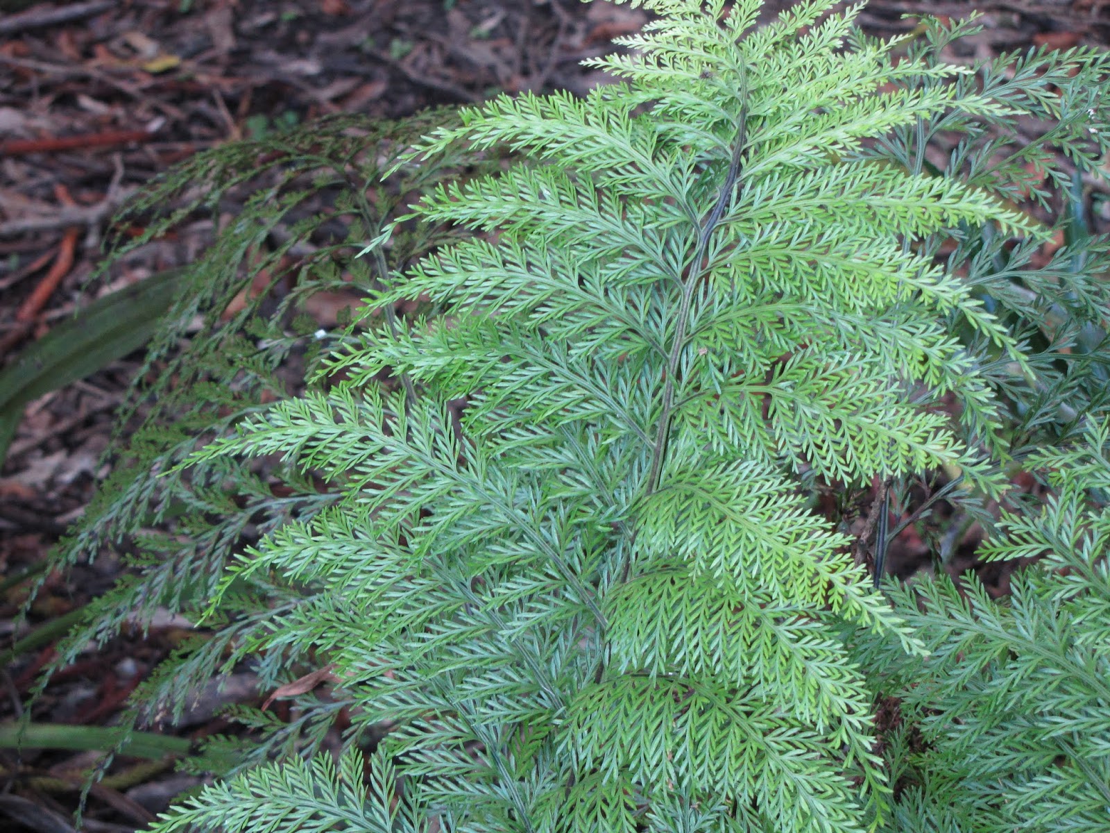 Explore and Discover Nature: Exploring Patterns in Nature - finding ...