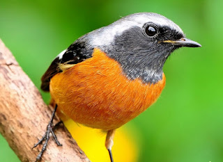 Mengenal Burung Robin - Ocehan Kenari