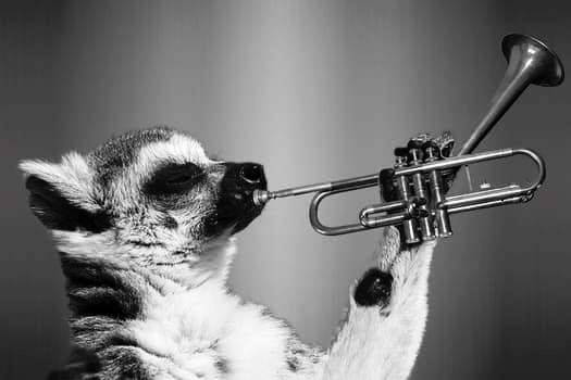 Download Free Funny Photo Gallery, Funny Stuff Funny Animal Pictures