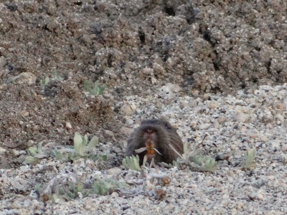 Postcards from Idyllwild: Birds of Prey in the Mojave Desert