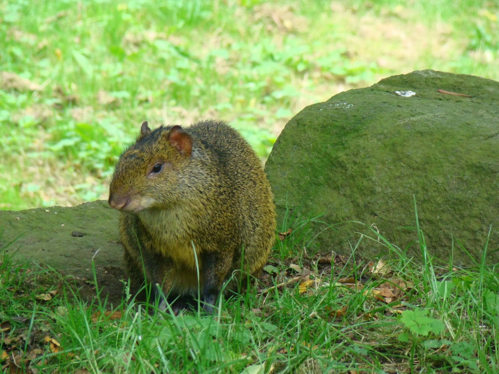 Agouti Animals | Amazing Facts & Latest Pictures | The Wildlife