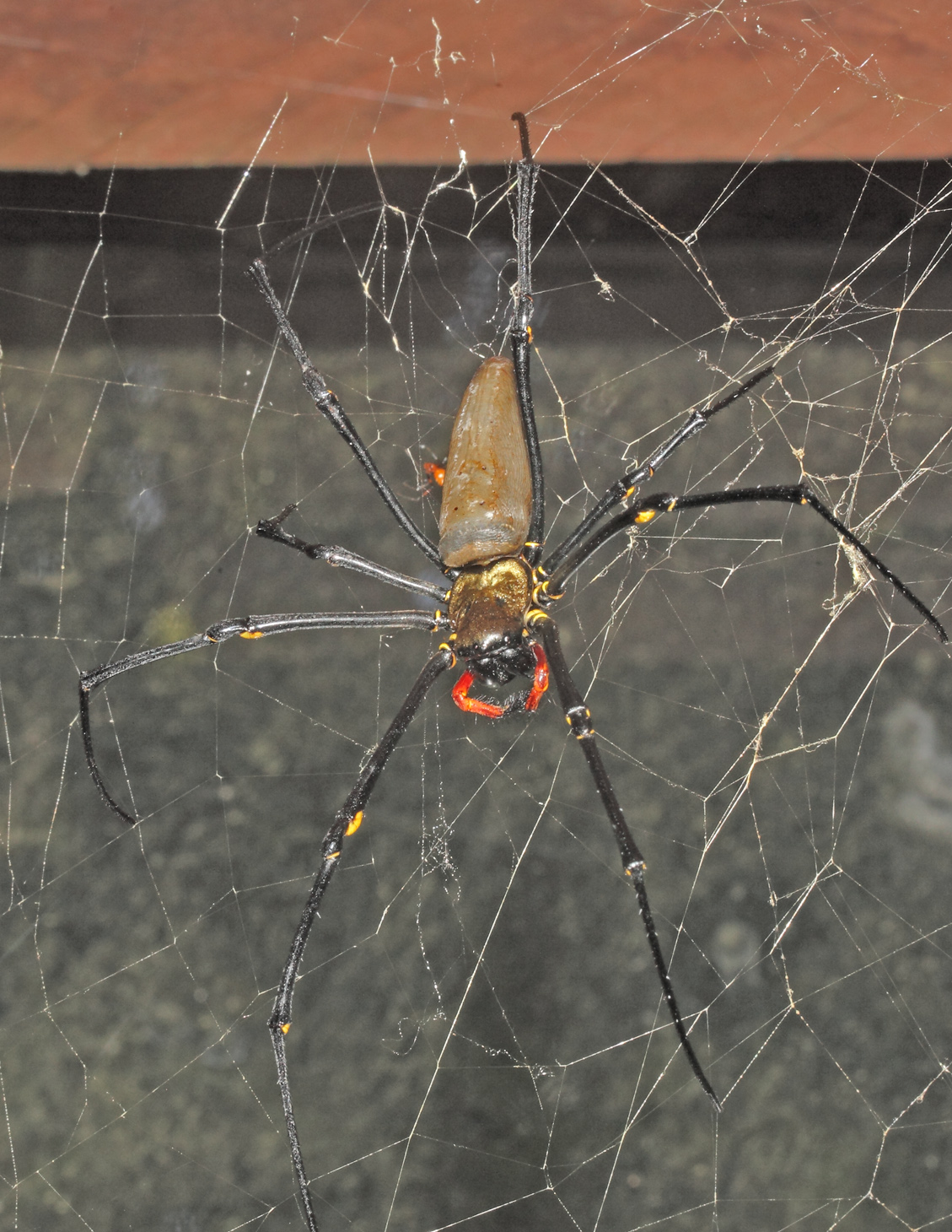 BunyipCo: April 2018