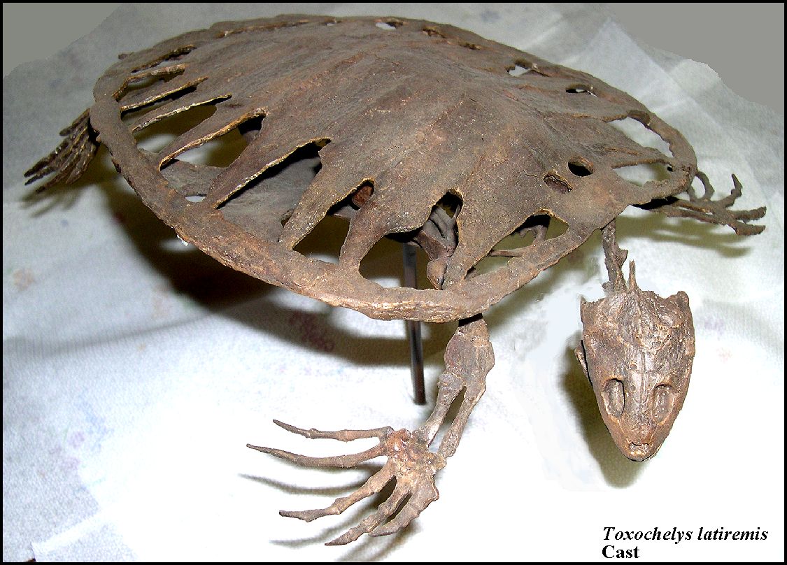 Variety of Life: Procoelocryptodira