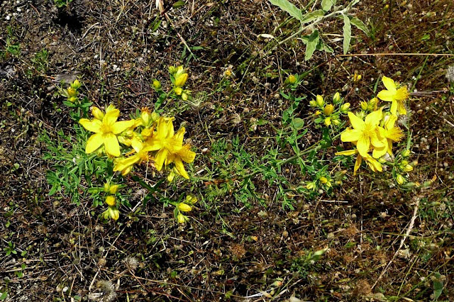 r o b i n 's y a r d: Hypericum (I) perforatum