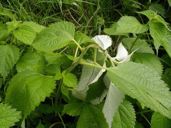 Japanese Textile History