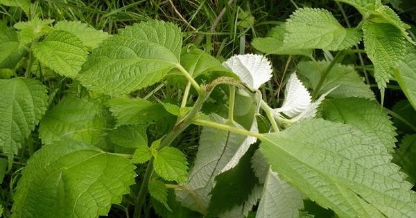 Japanese Textile History