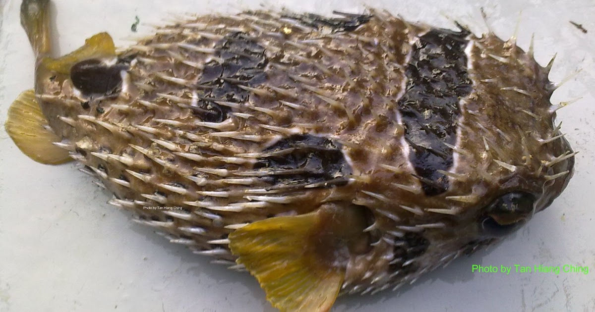 Fish and Fishing in Tanjung Leman: Puffer and non-edible fishes