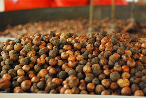 Rainforest Chica: Ucuuba Butter - Ecology and Popular Uses