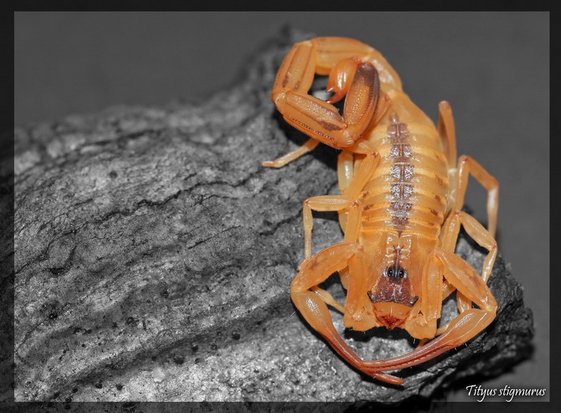 Animais Peçonhentos (CUIDADO com eles) ~ PALMARES sem DENGUE
