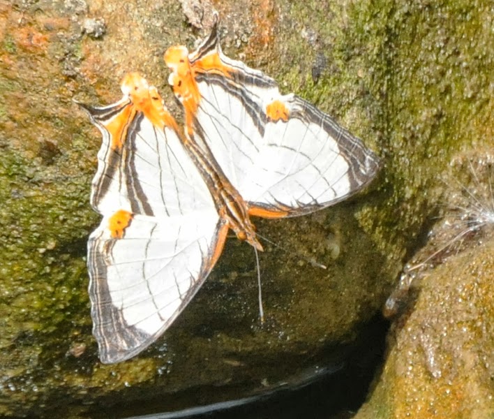 A Wandering Naturalist: Sarawak: A Borneo Highlands Nature Festival
