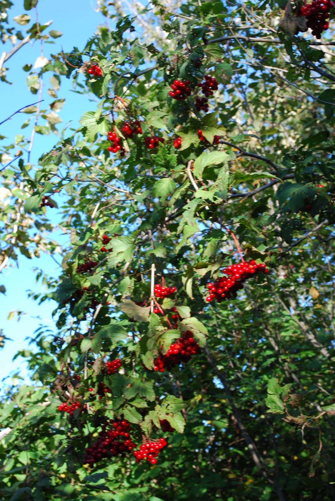 Ferme du Sault: Viorne trilobée - Pimbina