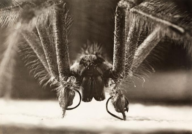 Pictures of insects and spiders of the early XX century