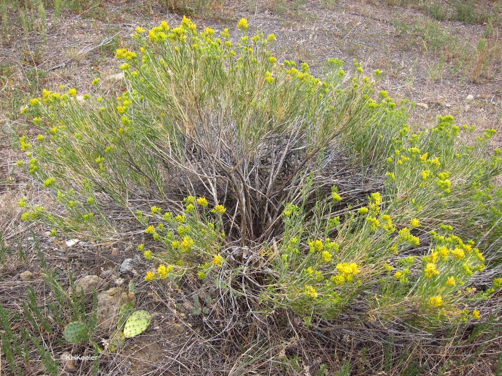 A Wandering Botanist: Plant Story--Rubber Rabbitbrush, Painting the ...
