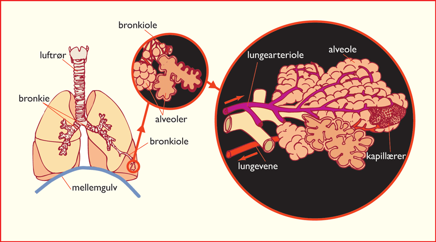 HSAs KLASSEBLOGG: Respirasjonsorganene