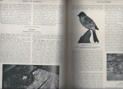 Miss Phoebe's Perch: Reminder of 100th post giveaway, and some lovely ...