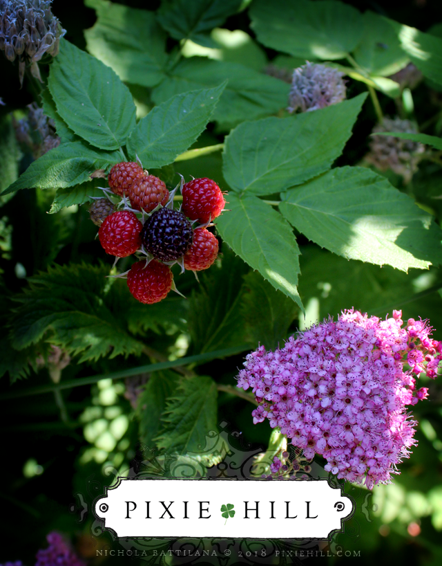 Pixie Hill: The Fairy Garden