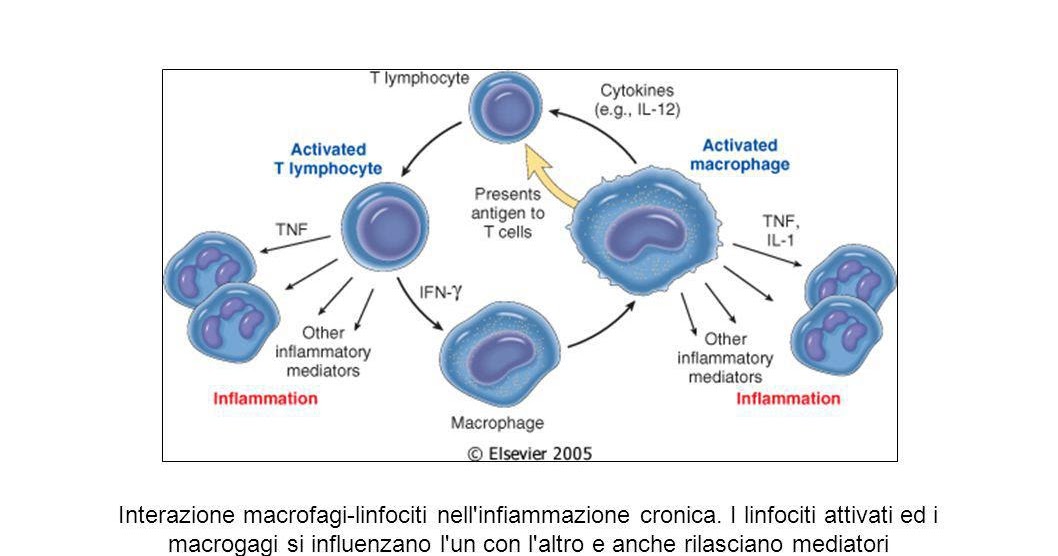 INFIAMMAZIONE CRONICA