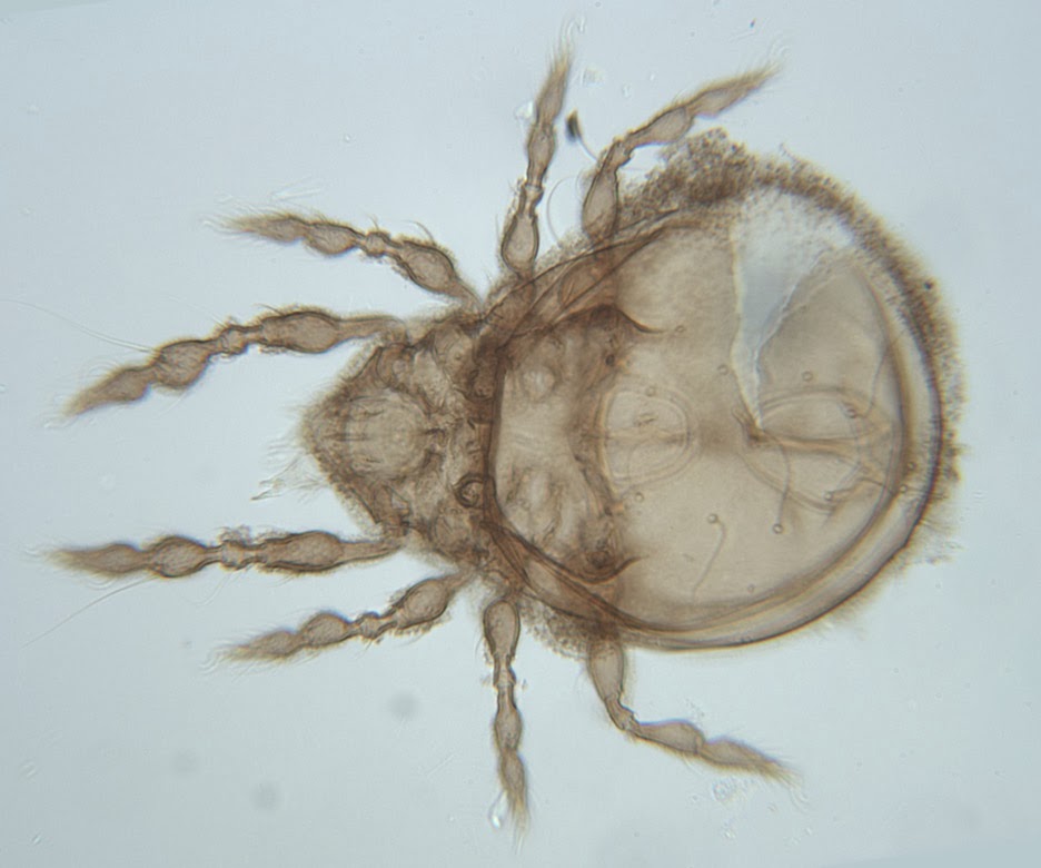 Variety of Life: Damaeolidae