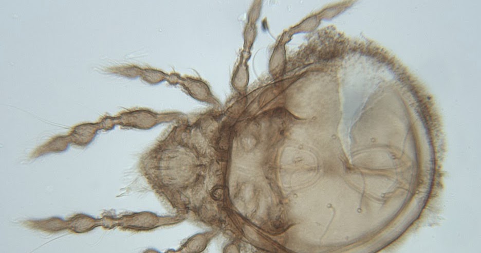 Variety of Life: Damaeolidae