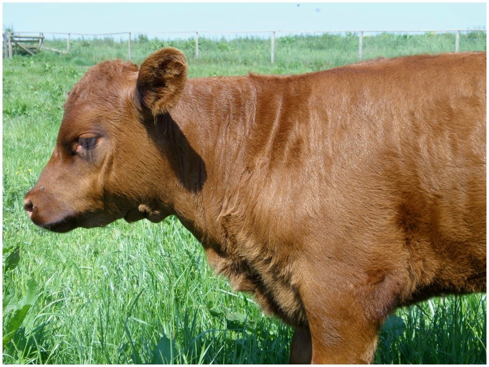 Generalidades de la Ganadería Bovina.: Red Poll