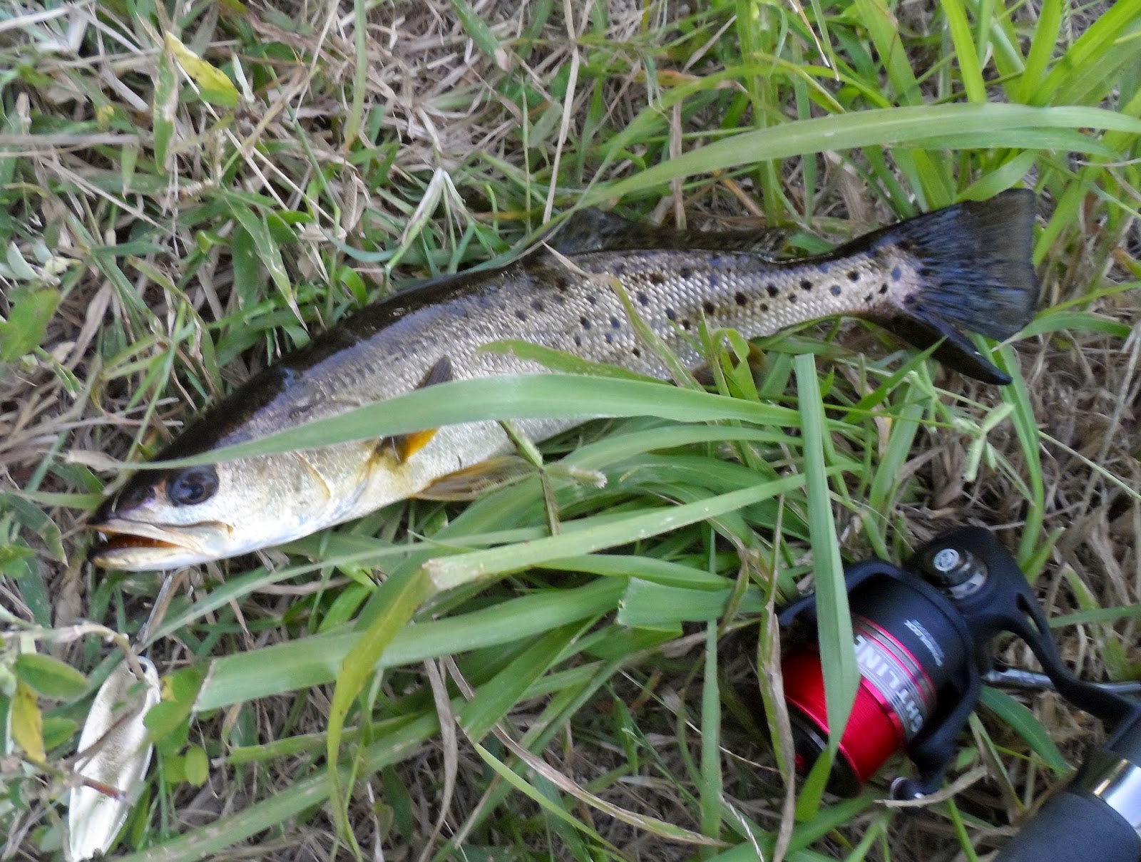 Mosquito Lagoon & Indian River Fishing: Tossing Chug Bugs Into The Wind