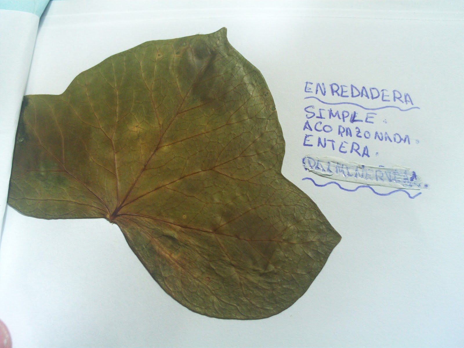 Luigi y Jessica: Plantas disecadas