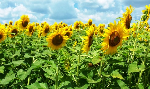 ZAO LA ALIZETI KUPEWA KIPAUMBELE - EBA BLOG