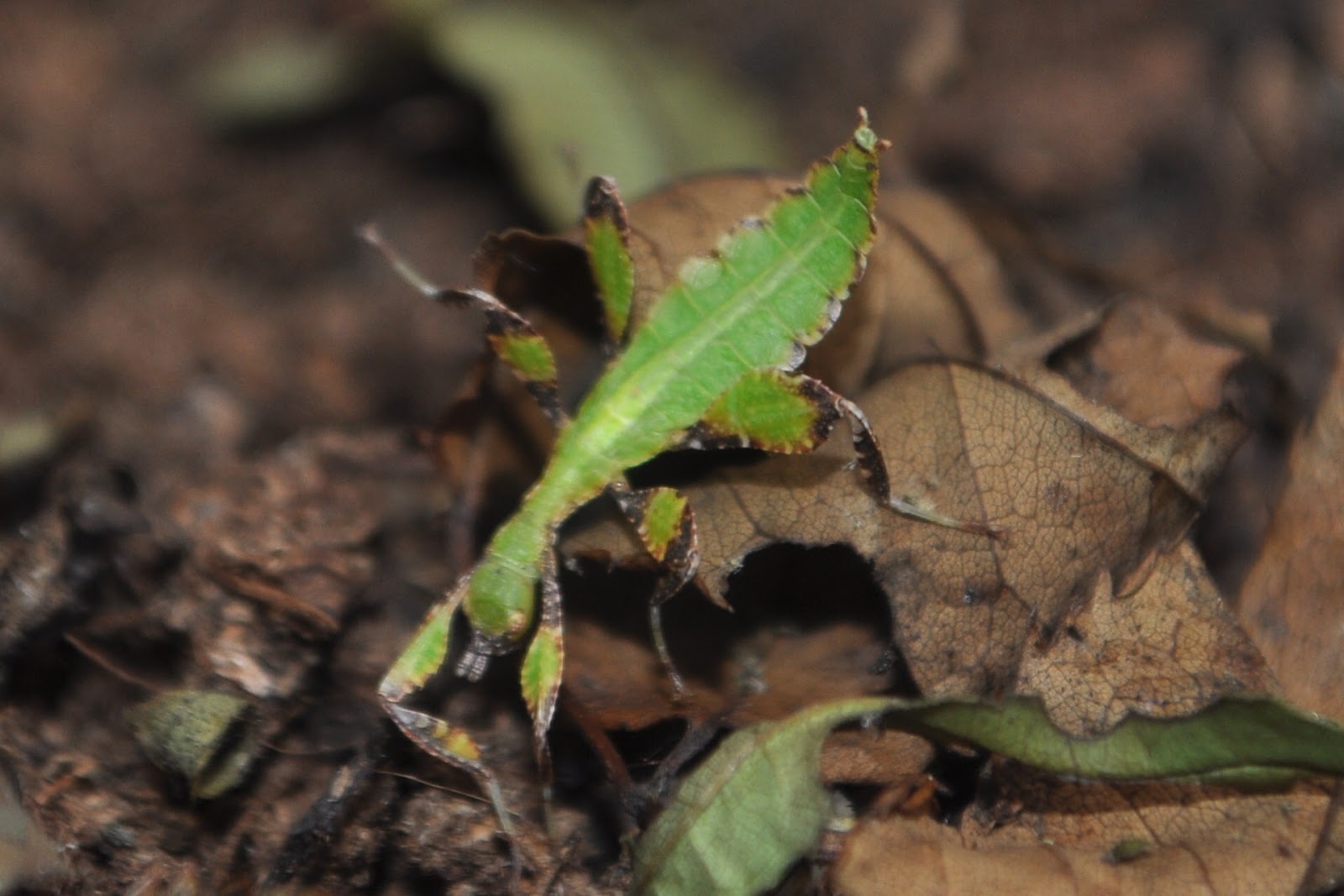 ZOOTOGRAFIANDO (6.100 ANIMALS): INSECTO HOJA DE FILIPINAS / PHILIPPINE ...