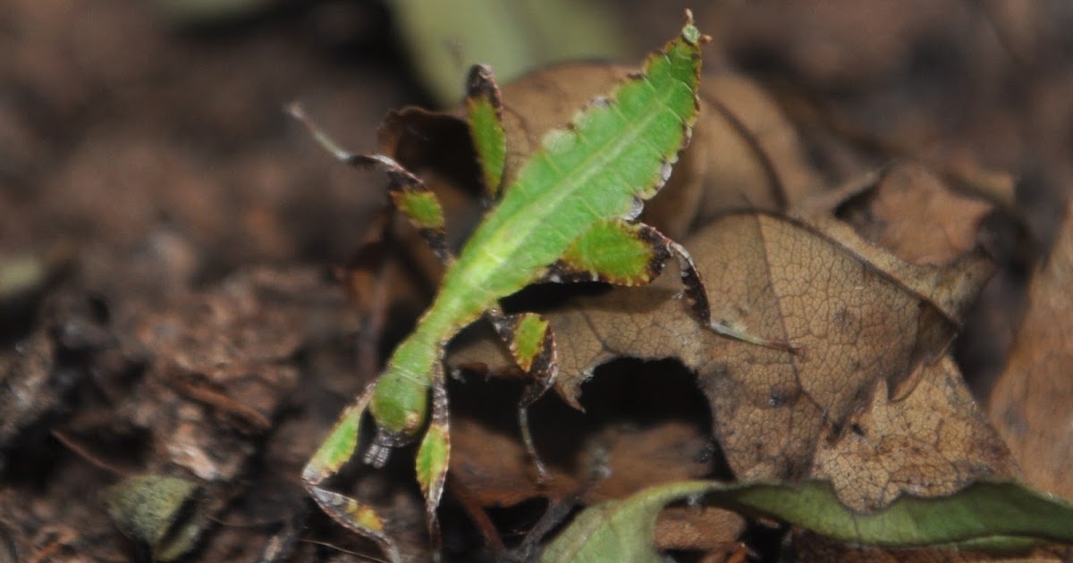 ZOOTOGRAFIANDO (6.100 ANIMALS): INSECTO HOJA DE FILIPINAS / PHILIPPINE ...
