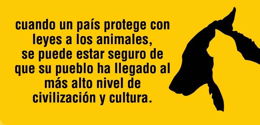 Animales, seres vivos con derechos: EL UNICO DEFECTO DE LOS PERROS ES ...